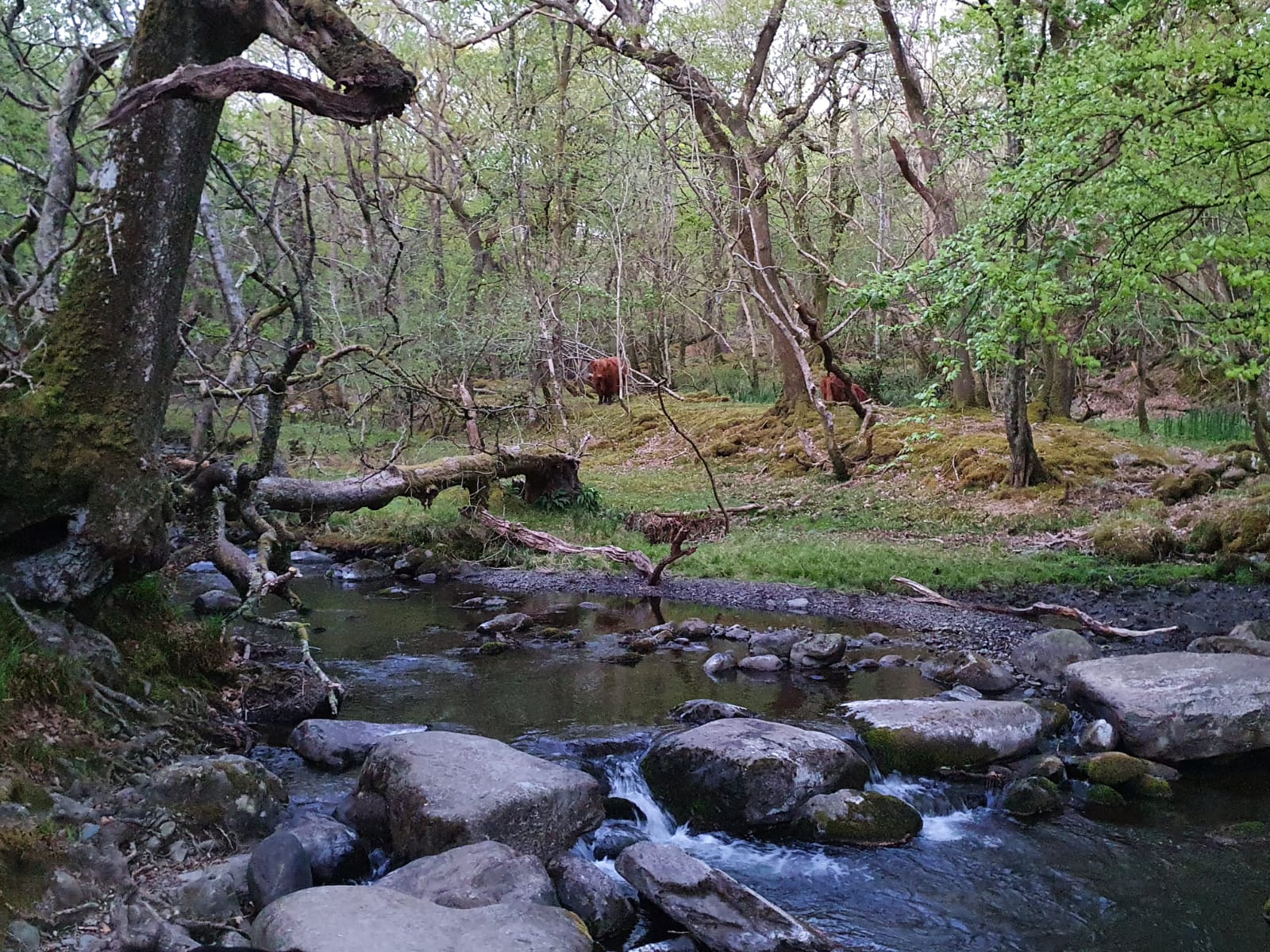 Funding for Natural Capital? The Celtic Rainforests Project – Baileys ...