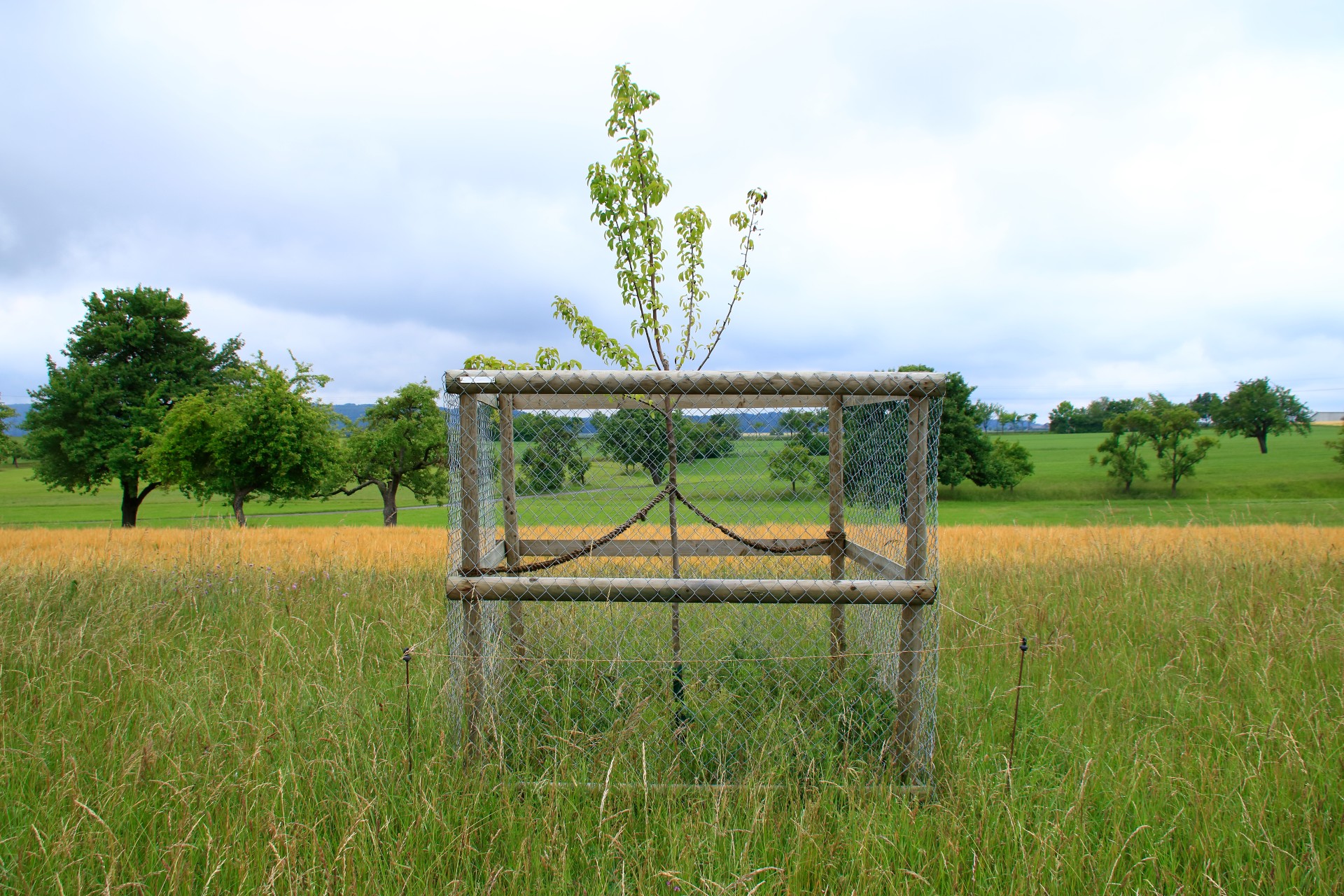 Natural Capital Assets: Trees, trees and more trees